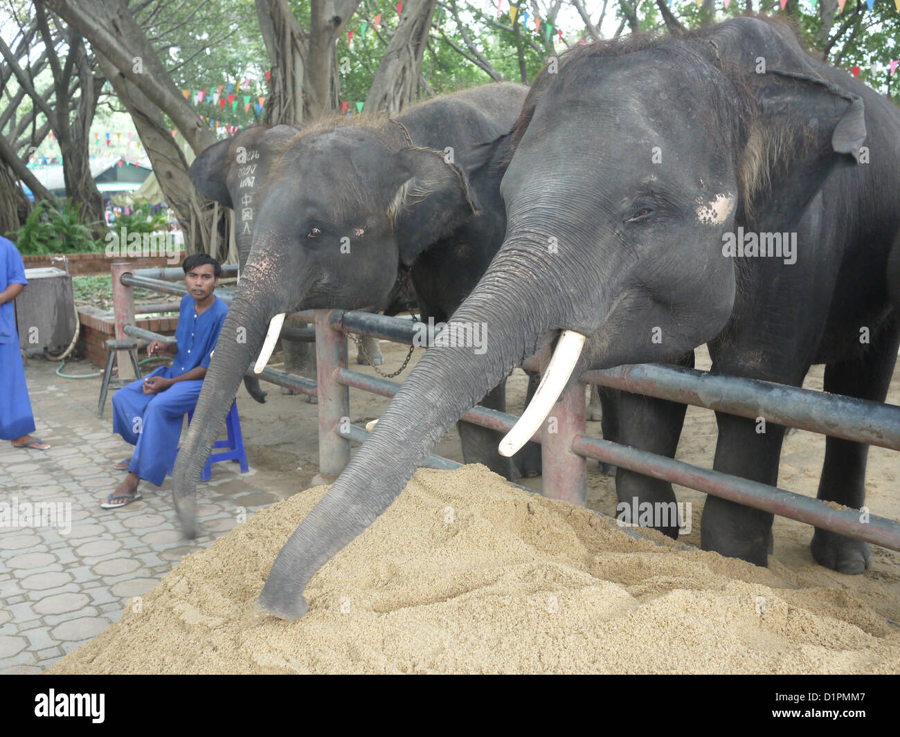 Asian elephant gate sand Stock Photo - Alamy