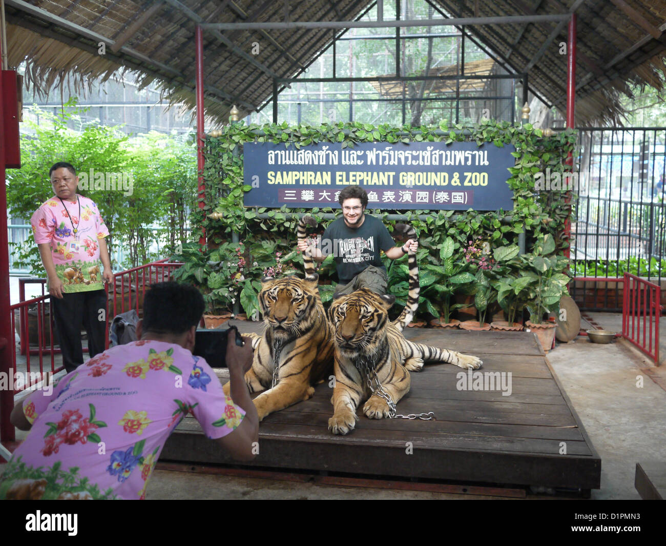 man posting picture with trained tigers Stock Photo - Alamy
