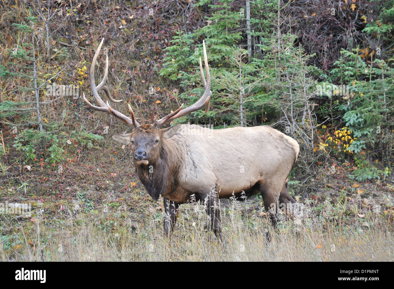 Canadian elk british columbia hi-res stock photography and images - Alamy