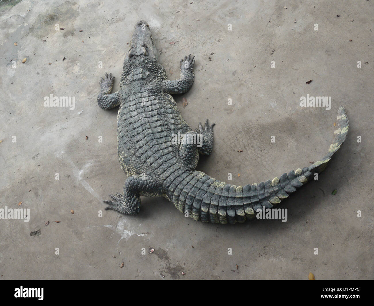 Crocodile rear hi-res stock photography and images - Alamy