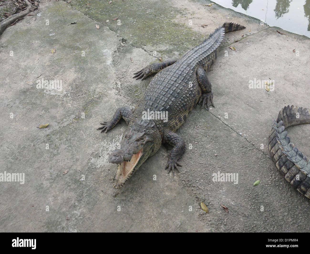 crocodile mouth open Stock Photo - Alamy crocodile mouth open Stock Photo - Alamy