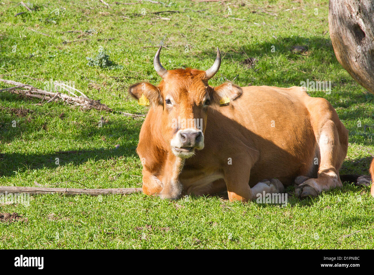 Cow chew grass hi-res stock photography and images - Alamy