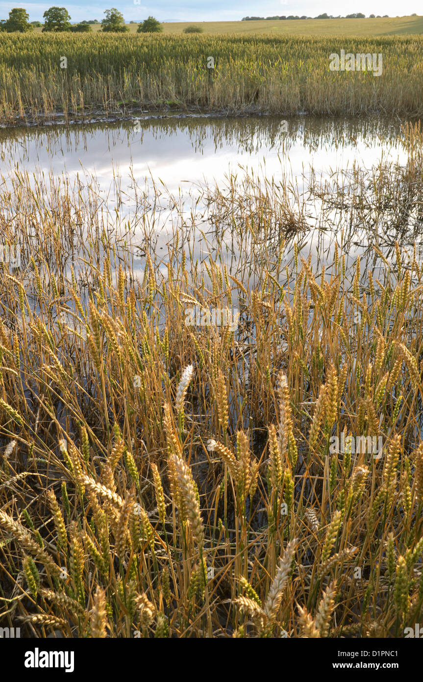 Waterlogged wheat field after the wettest year on record, England UK ...