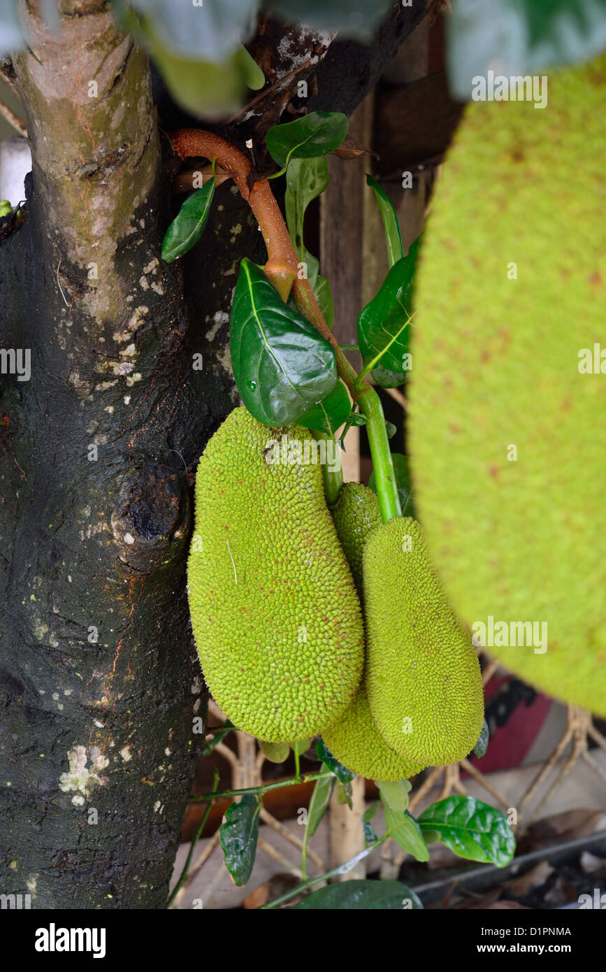 Jack fruit or Nangka on the tree in an Indonesian Kampung or village ...