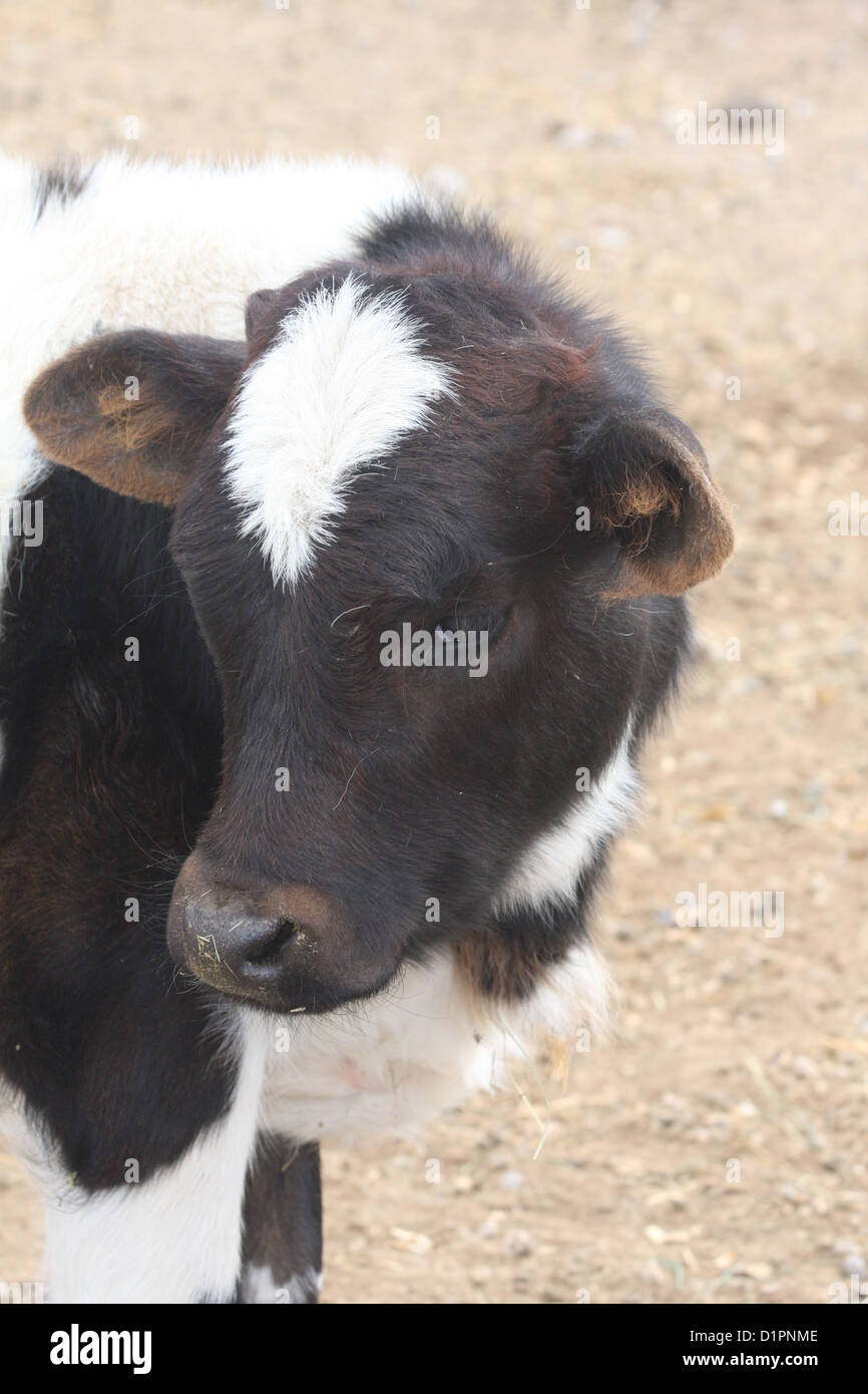 cow calf head shot Stock Photo - Alamy