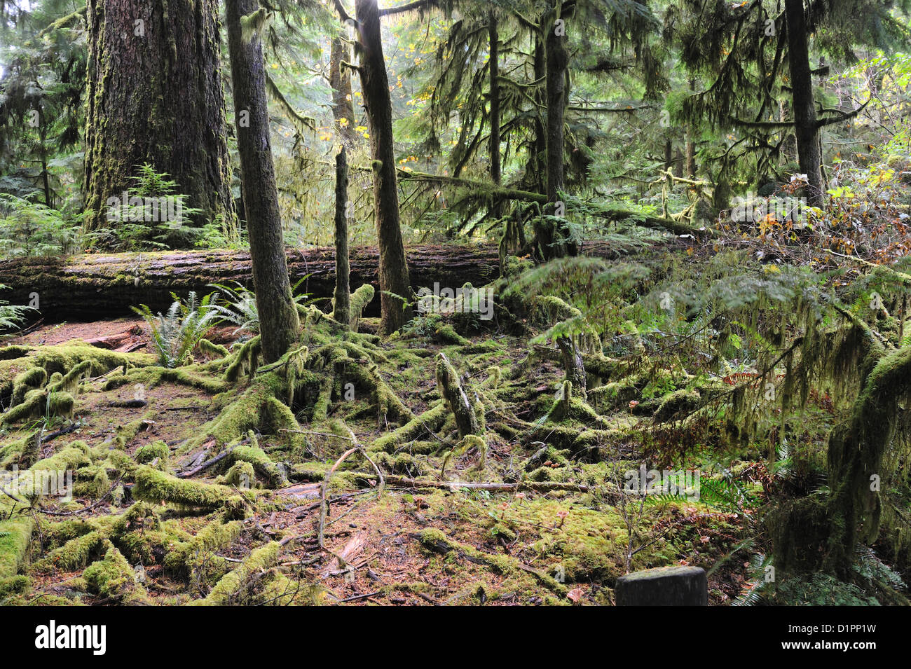 Cathedral Grove, MacMillan Provincial Park, Vancouver Island, British ...