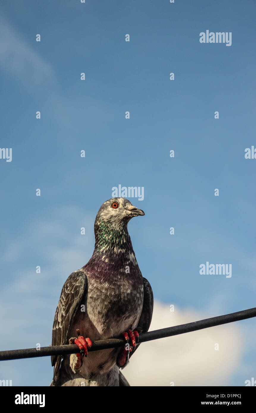 Pigeon on a line Stock Photo - Alamy