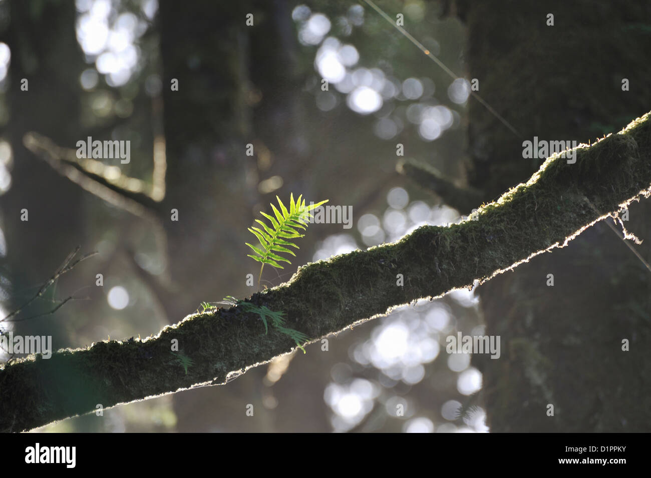 Fern growing on tree branch, Pacific Rim National Park, Vancouver ...