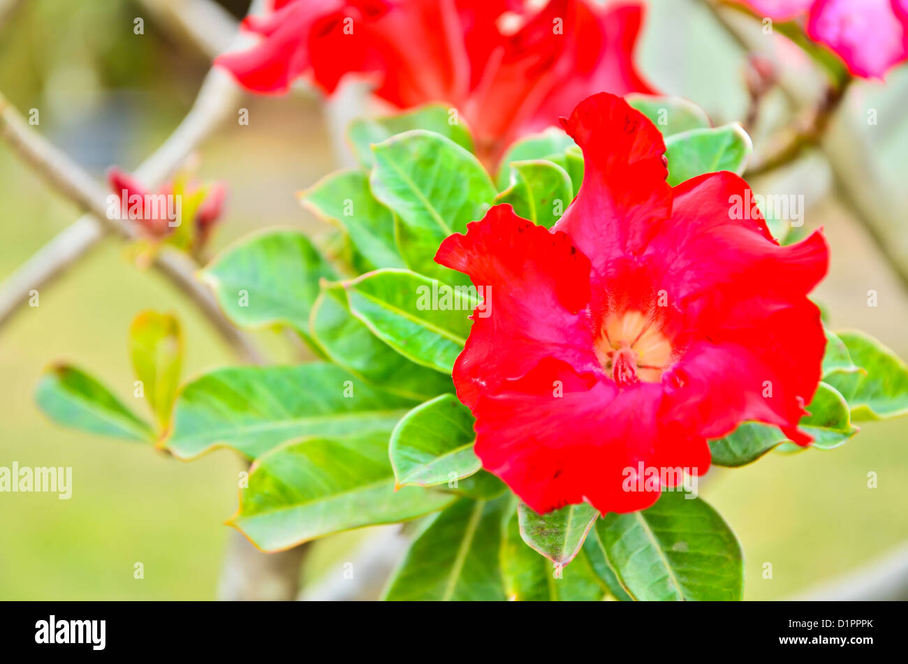 Desert rose flower Stock Photo - Alamy
