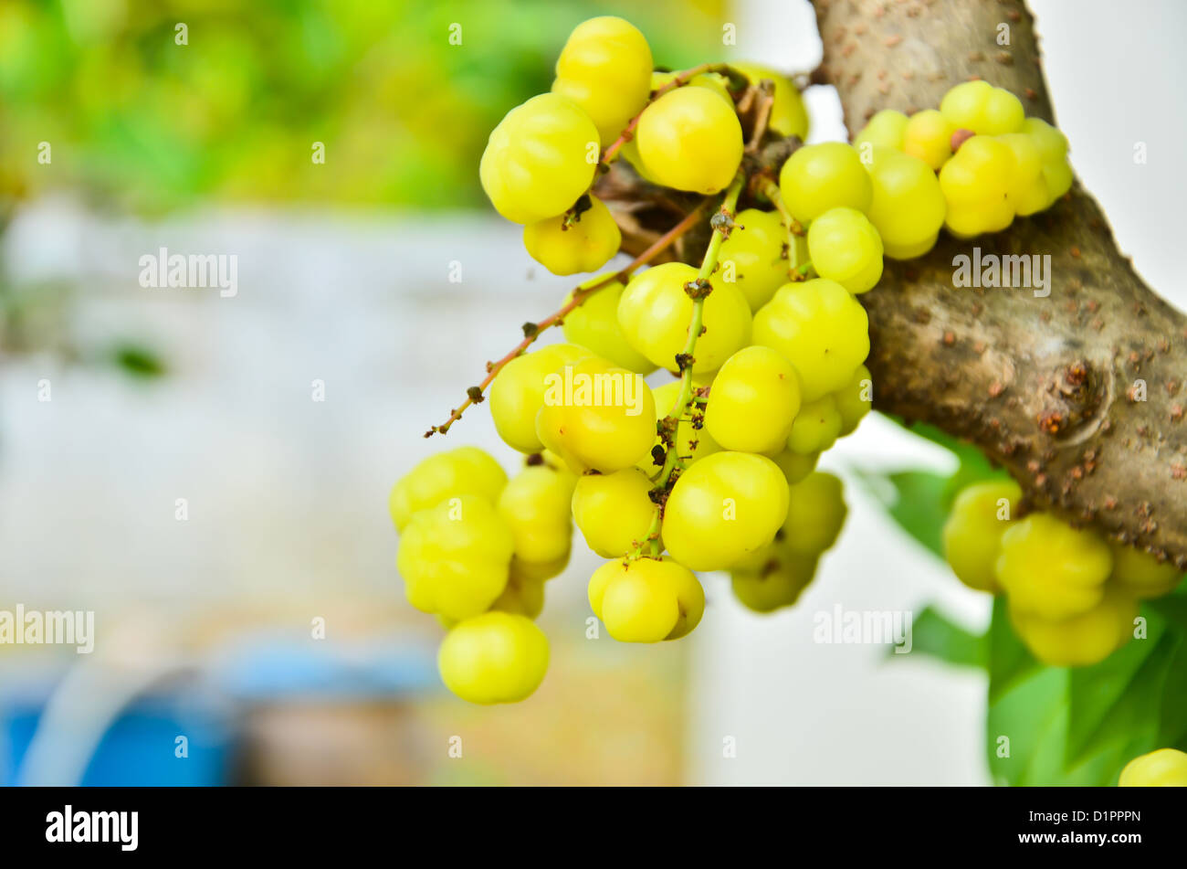 Gooseberry fruit on the tree Stock Photo - Alamy