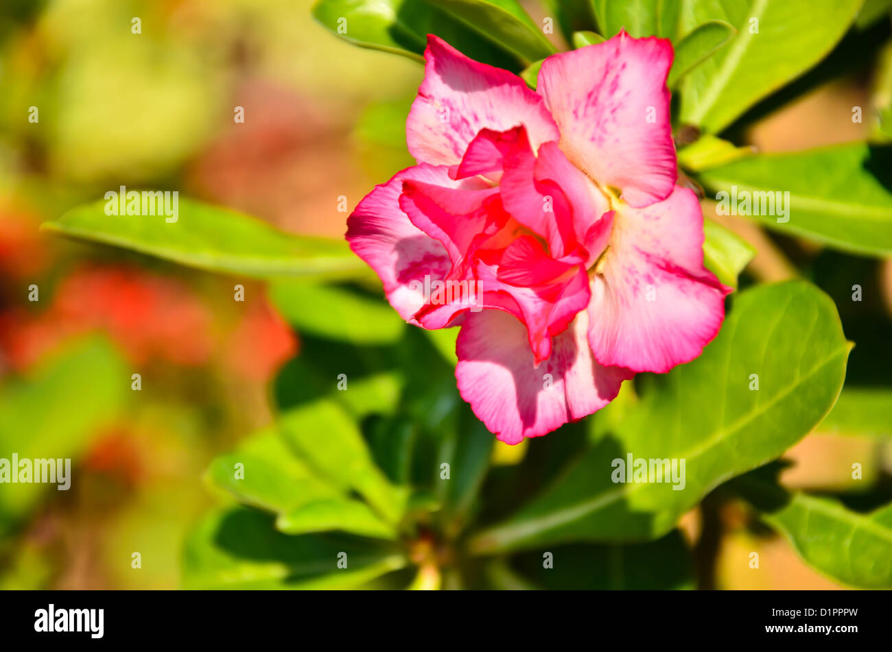 Impala lily hi-res stock photography and images - Alamy