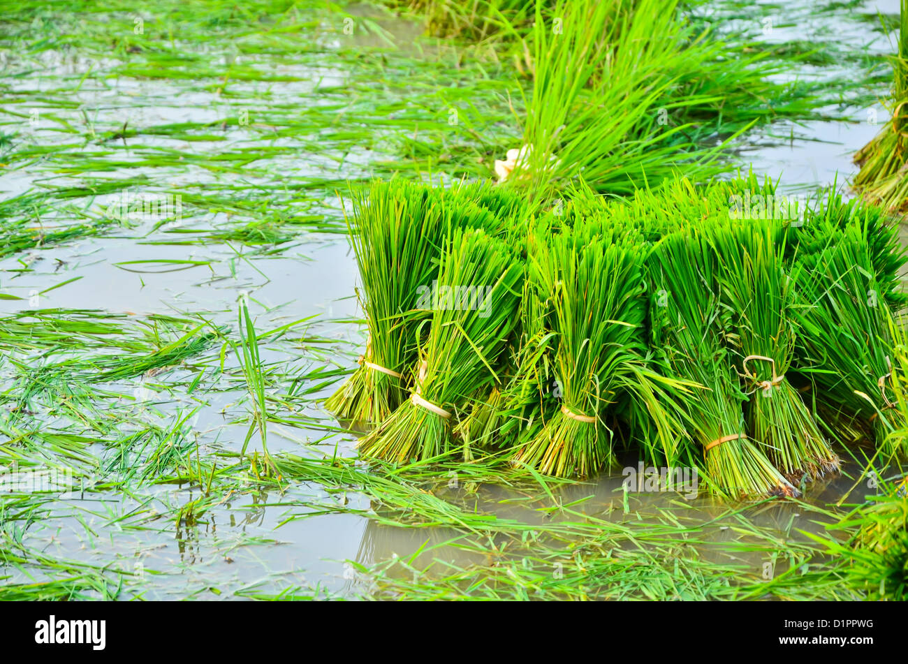 Rice seedlings grown in the paddy fields Stock Photo - Alamy