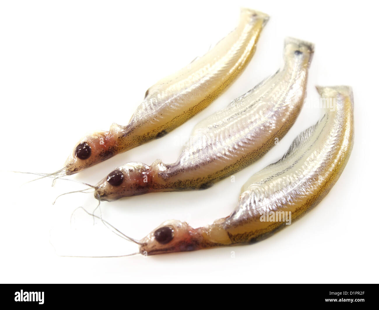 Fresh water Batshi fish of Southeast Asia Stock Photo - Alamy
