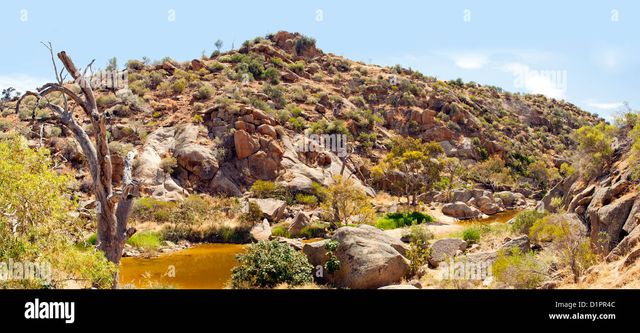 Classic Australian outback bush scenic with huge gum tree's in a dry ...
