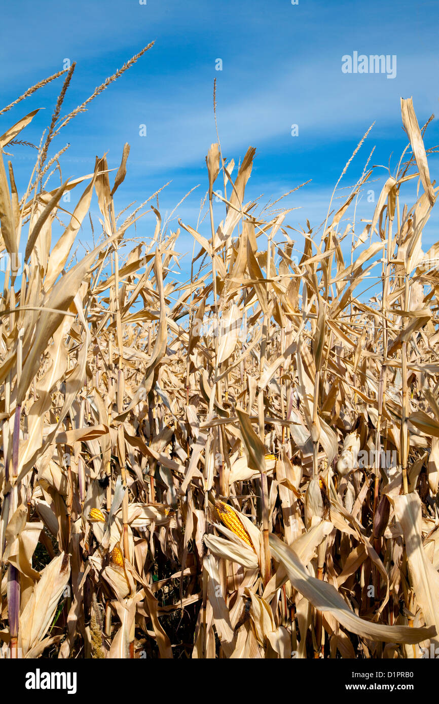 Dry corn in the field, US, 2012 Stock Photo - Alamy