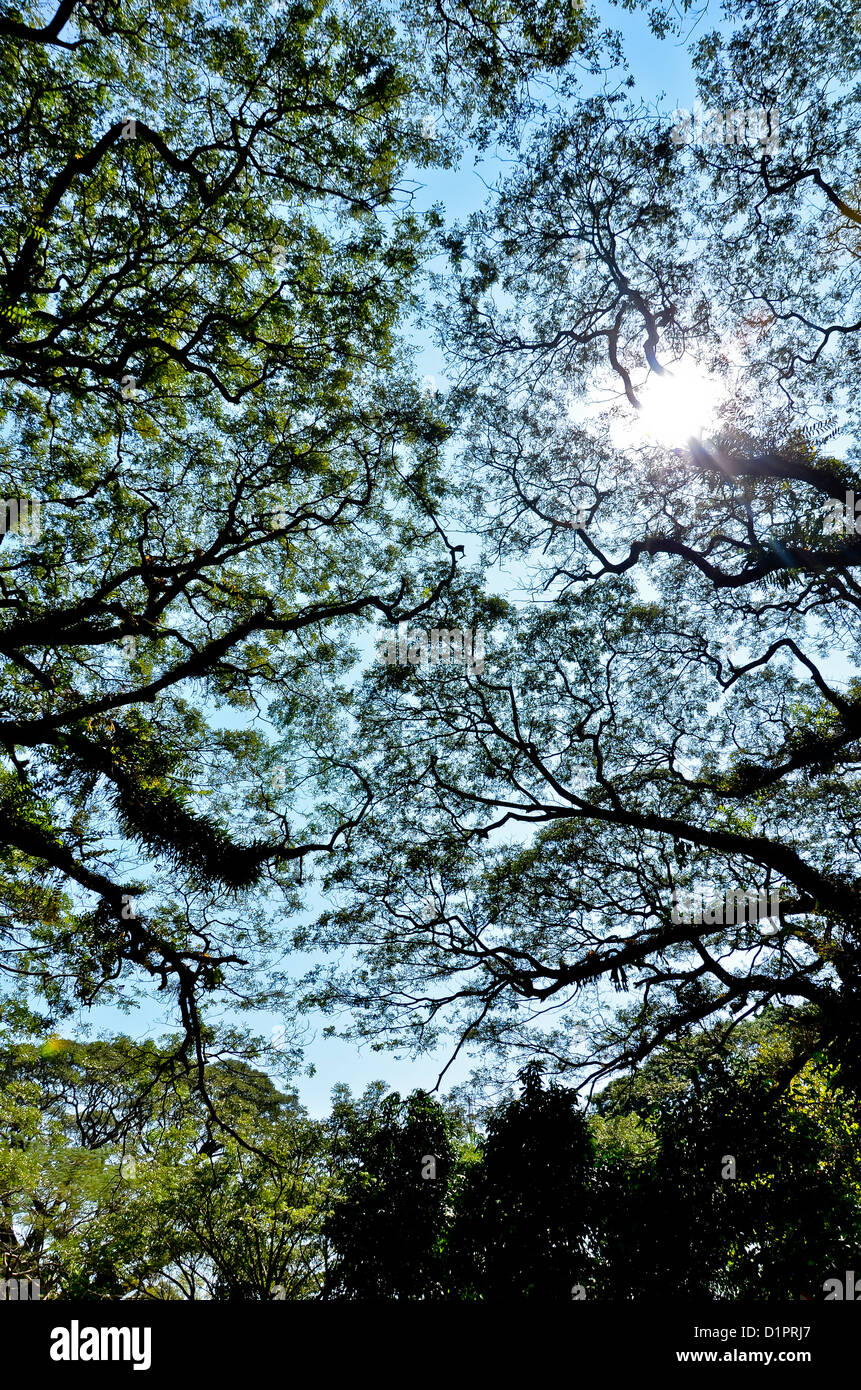 Tropical big Saman Tree Stock Photo - Alamy