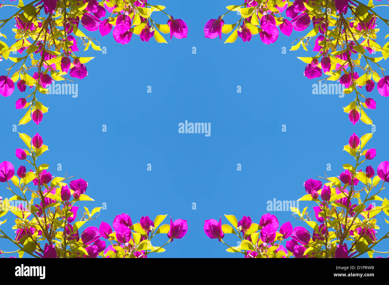 Bright flowers form frame edge over a blue sky Stock Photo - Alamy
