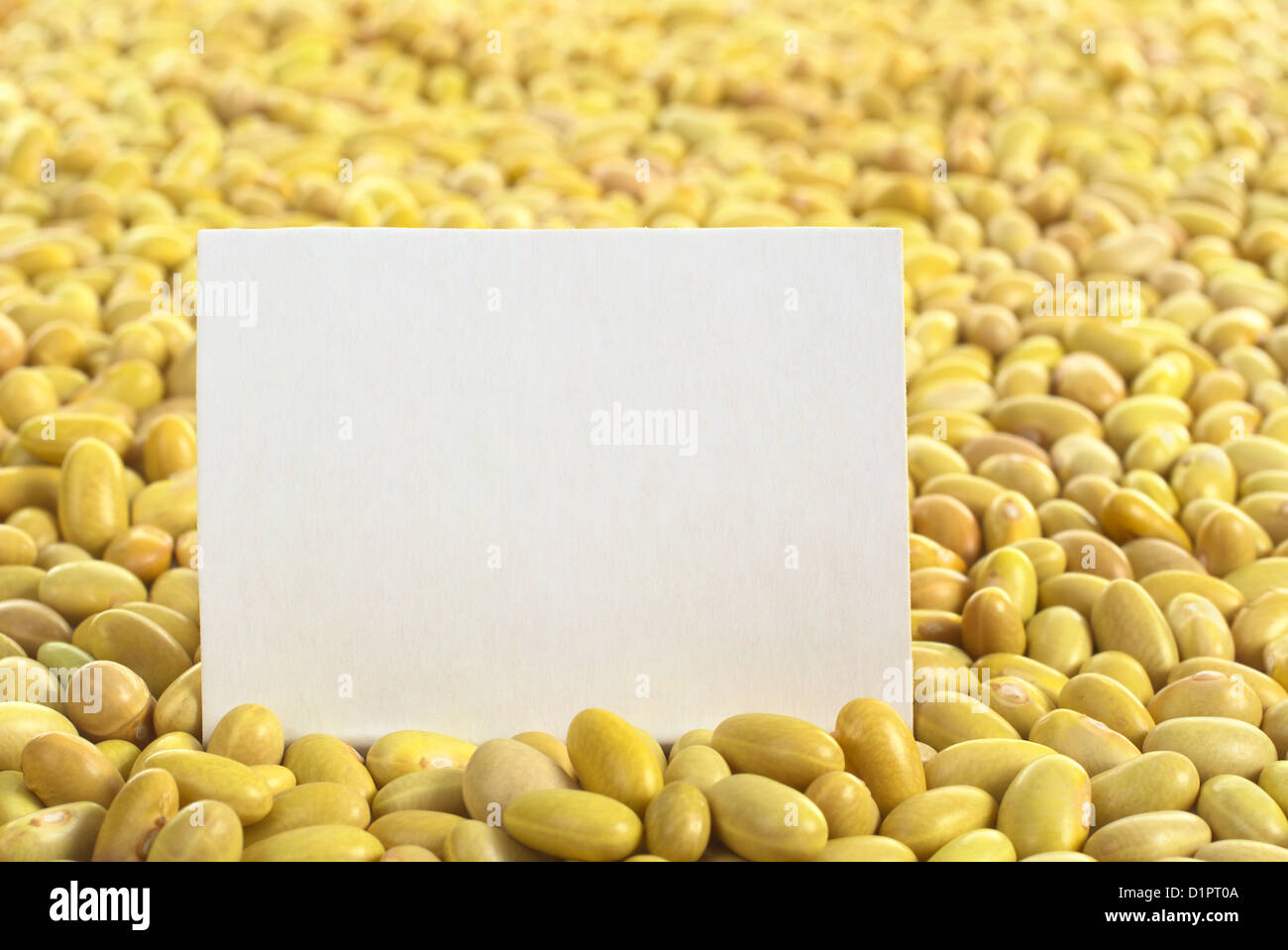 Raw canary beans (peruano beans, yellow beans) with blank card ...
