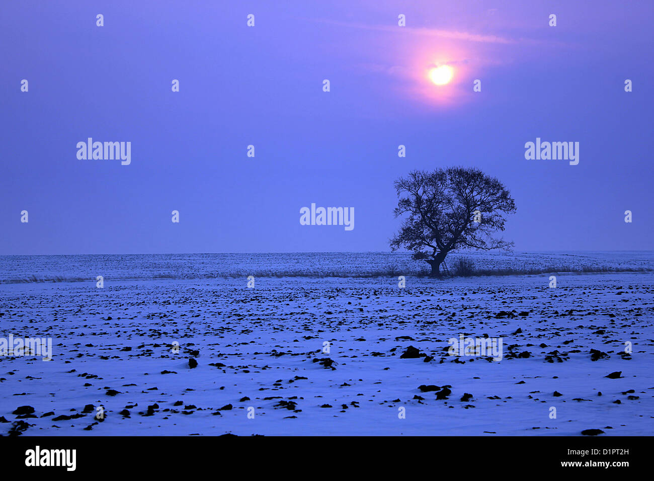 winter sunset with lonely tree in snowy field Stock Photo - Alamy