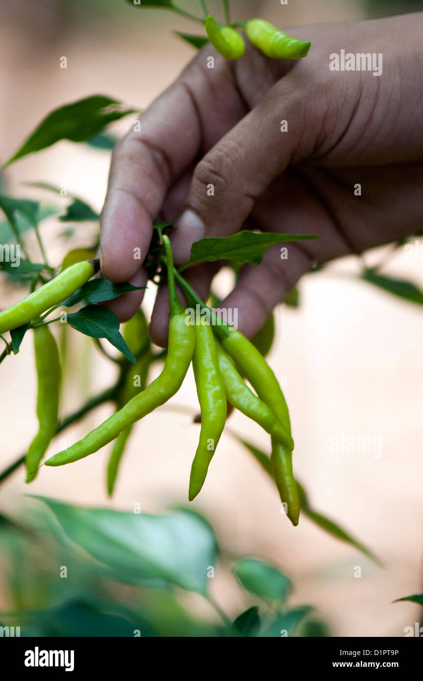 Hot green chili pepper plant growing close up Stock Photo - Alamy