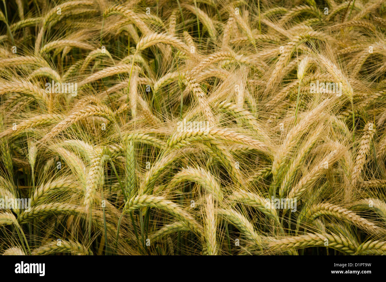 Wheat Weizen Field Feld Close Up Ripe Germany Stock Photo - Alamy