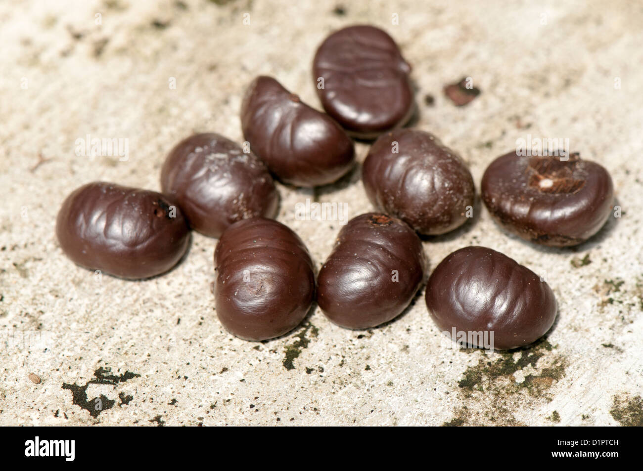 Toddy palm hi-res stock photography and images - Alamy