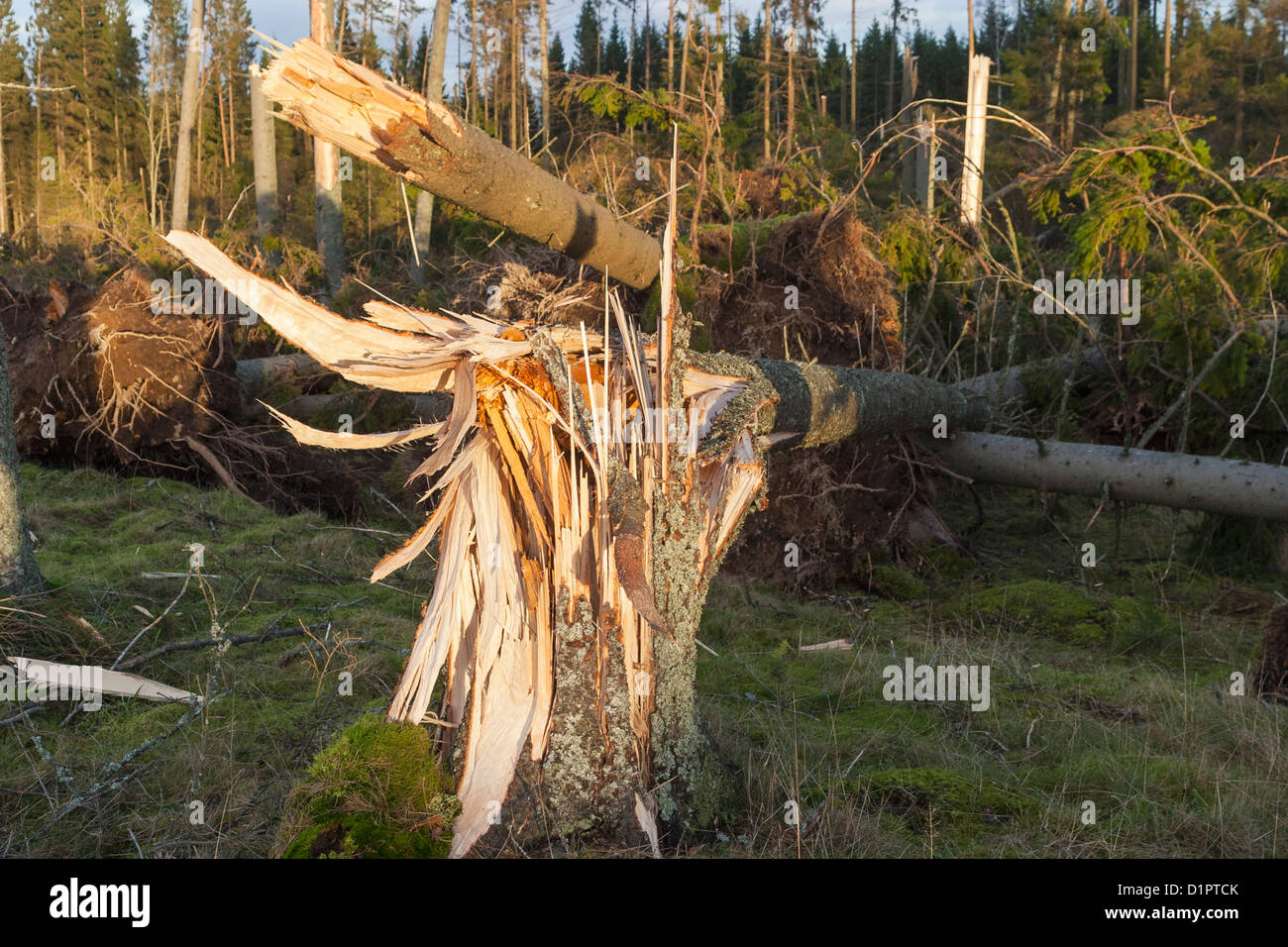 Storm damage in a forest Stock Photo - Alamy