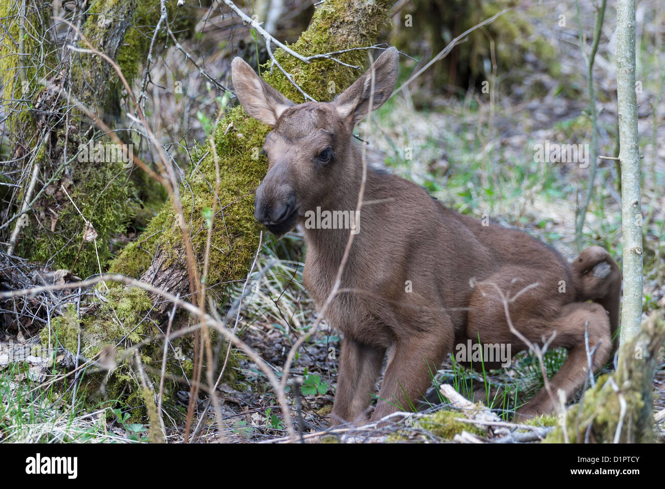 Newborn moose calf lying on the ground in the woods Stock Photo - Alamy