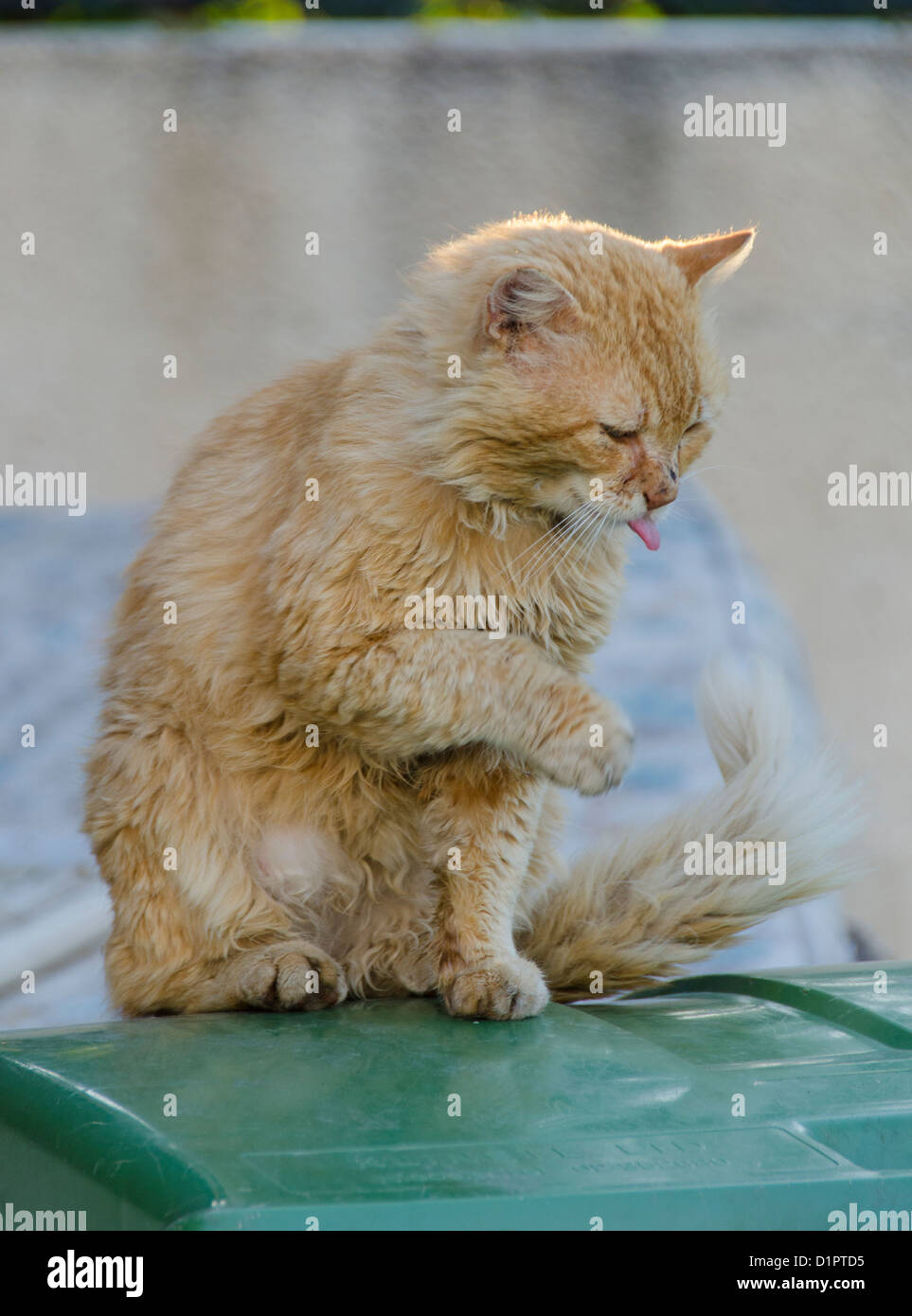 Feral Cypriot Cat Sat on top of a Green Wheelie Bin Stock Photo - Alamy
