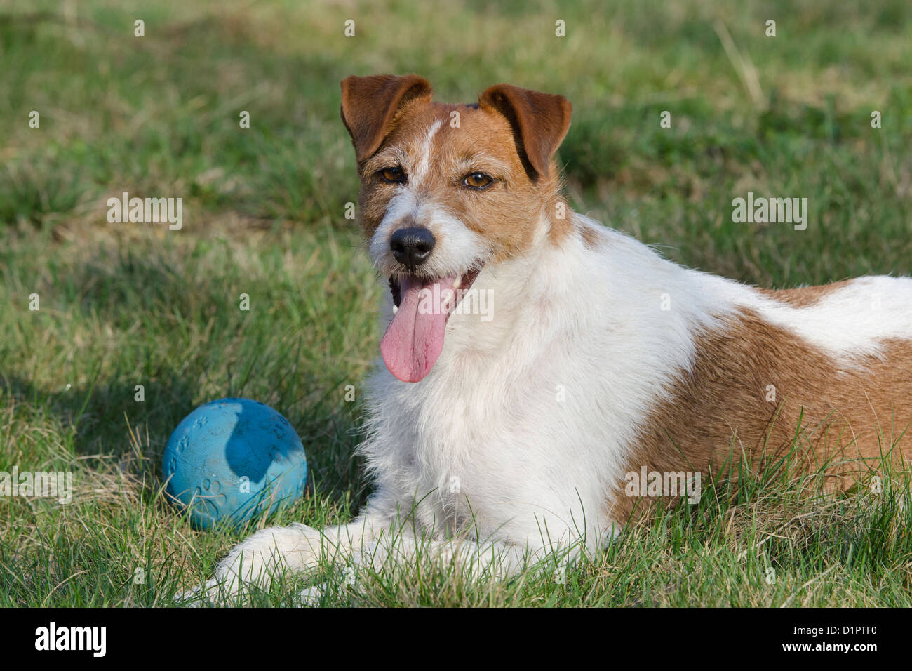 Parson Jack Russell Terrier Stock Photo - Alamy