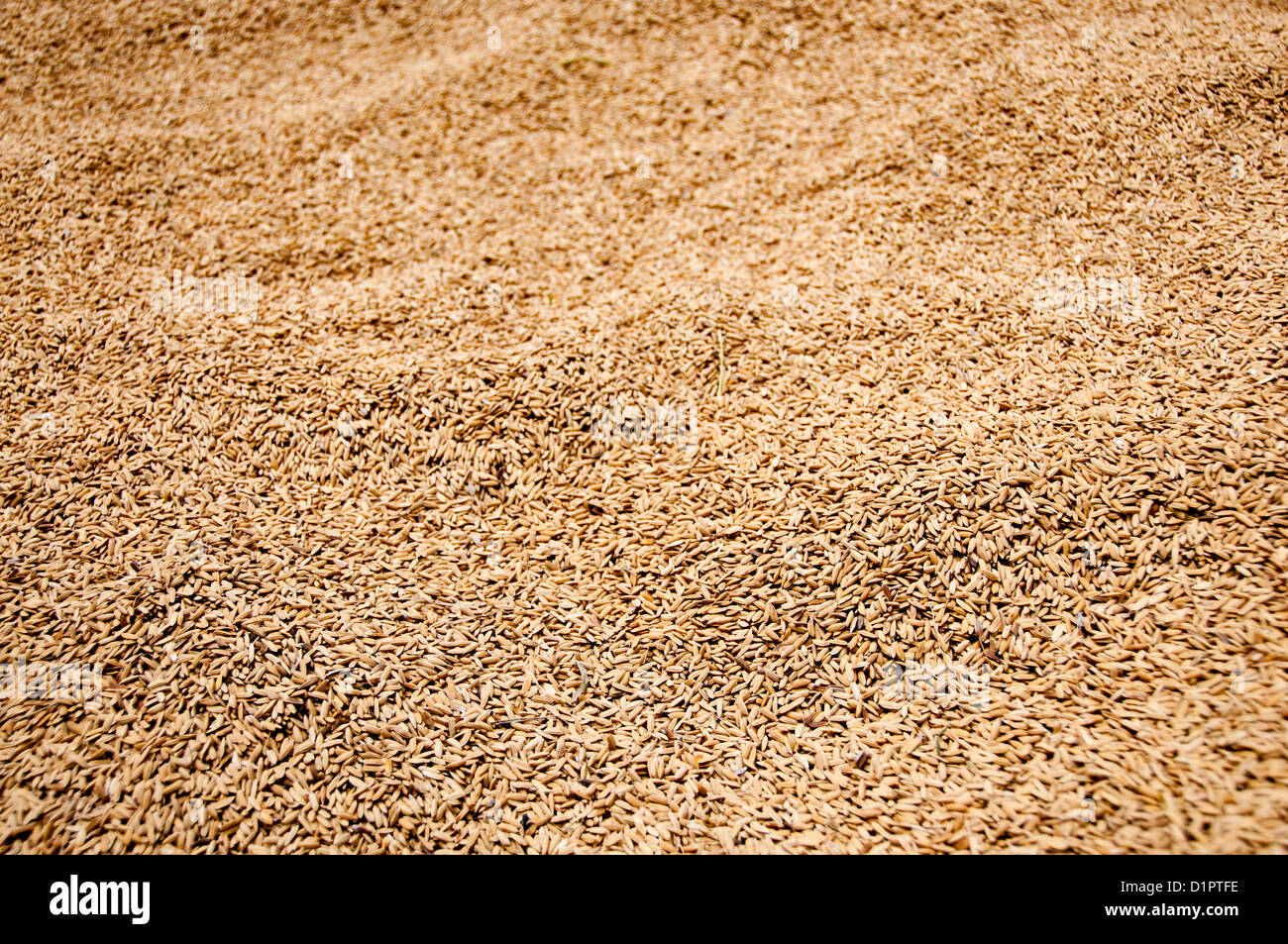 Paddy hi-res stock photography and images - Alamy