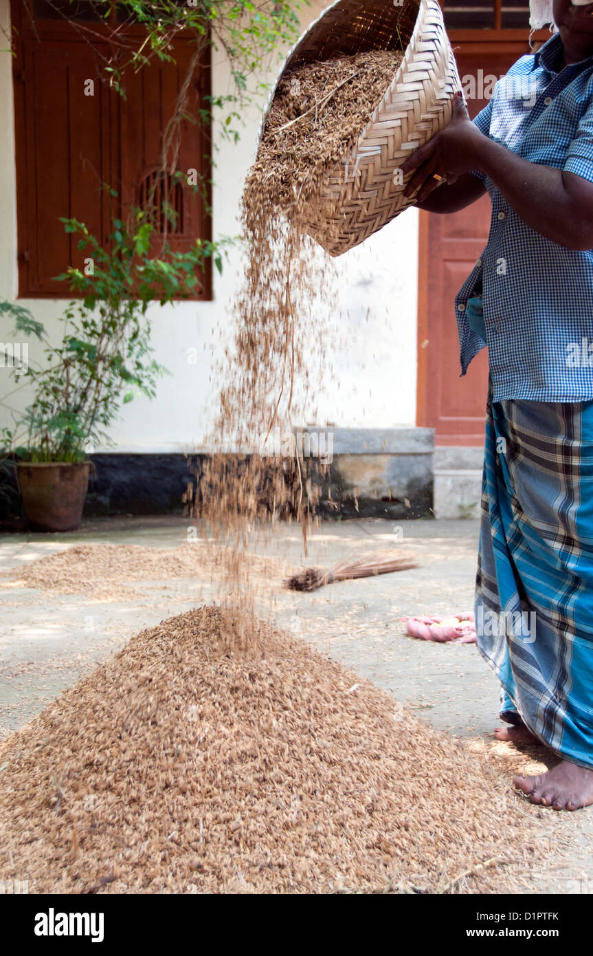 Paddy cleaning hi-res stock photography and images - Alamy