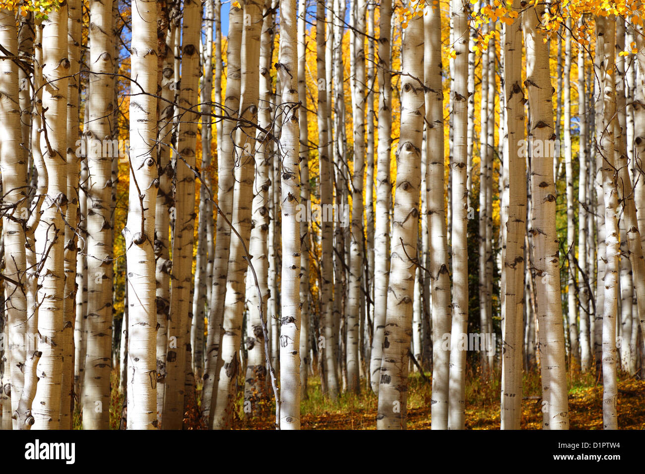 Aspen trees crested butte hi-res stock photography and images - Alamy