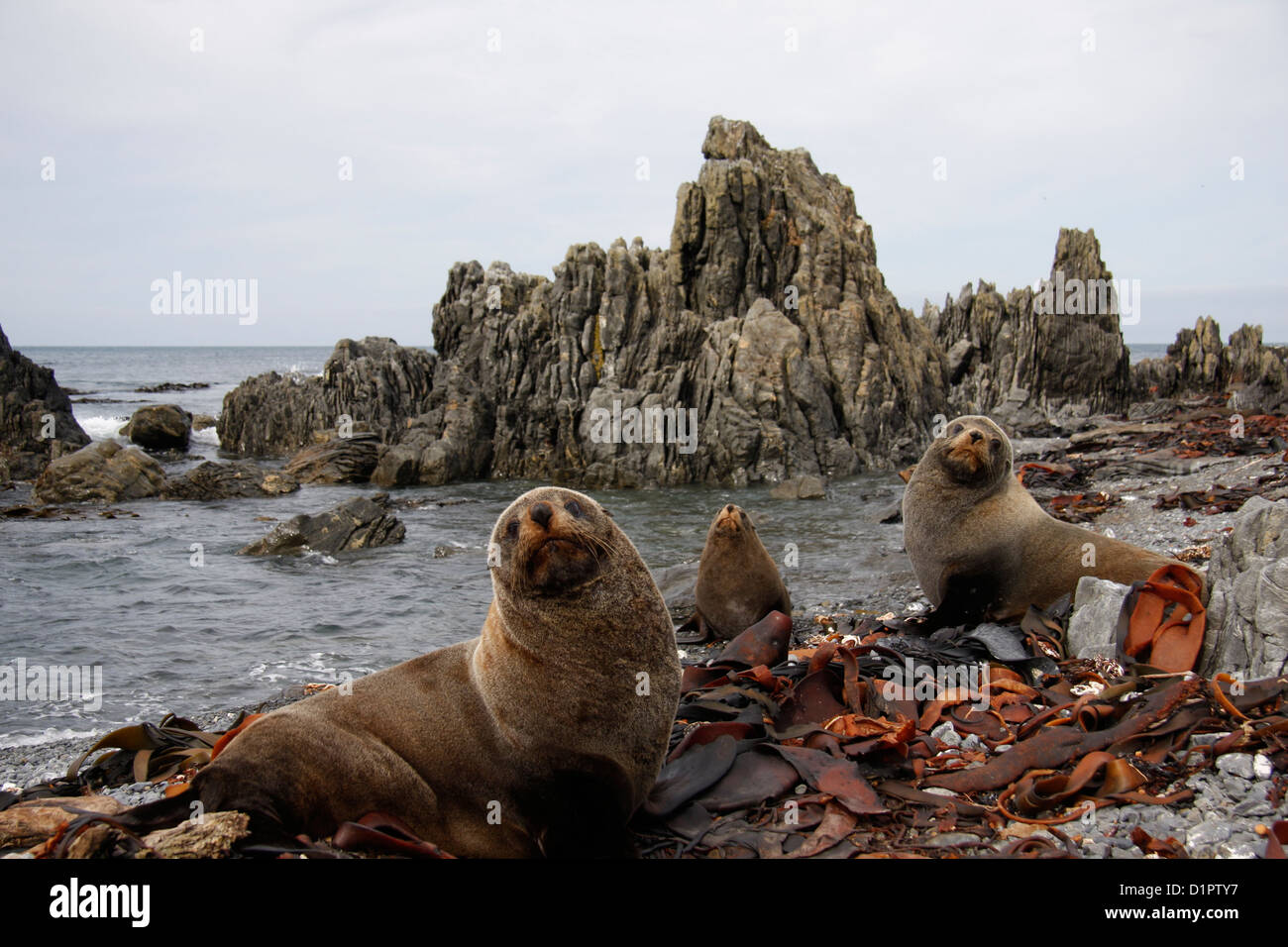 New zealand wellington red rocks hi-res stock photography and images ...