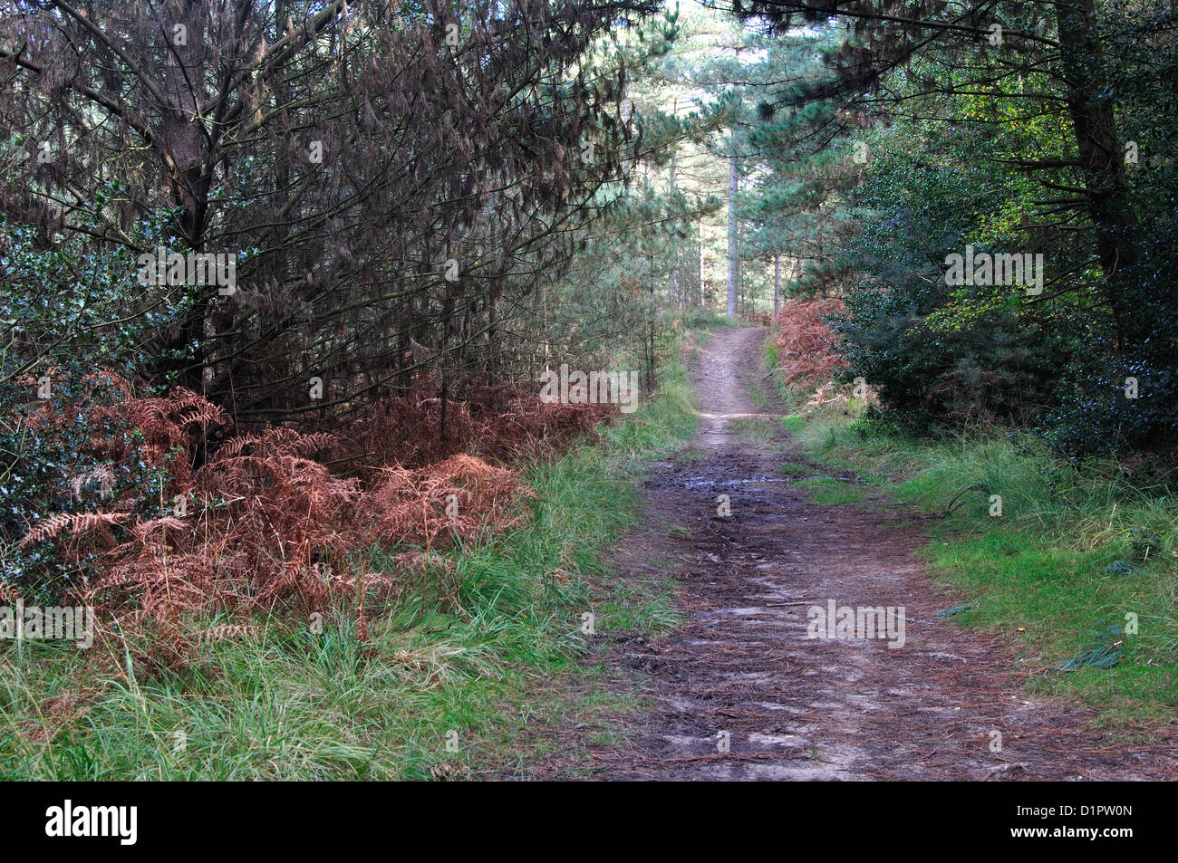 Woodland track hi-res stock photography and images - Alamy