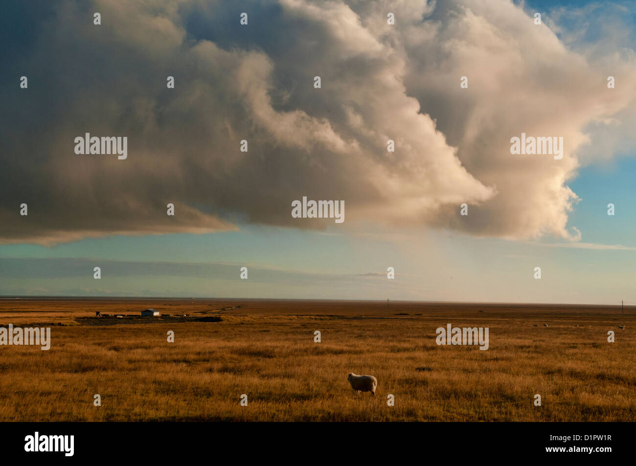 Sheep storm hi-res stock photography and images - Alamy