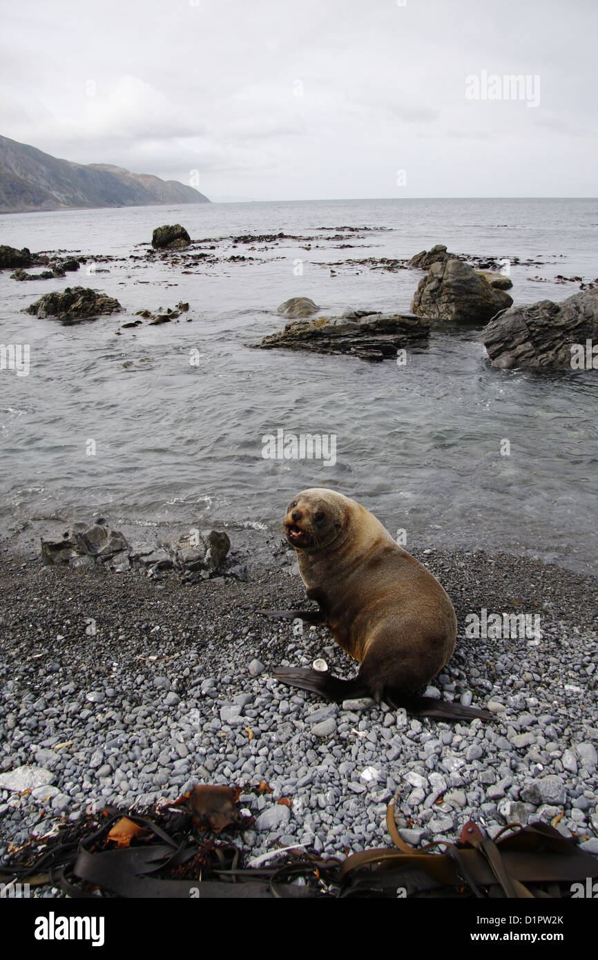 Red rocks reserve new zealand hi-res stock photography and images - Alamy