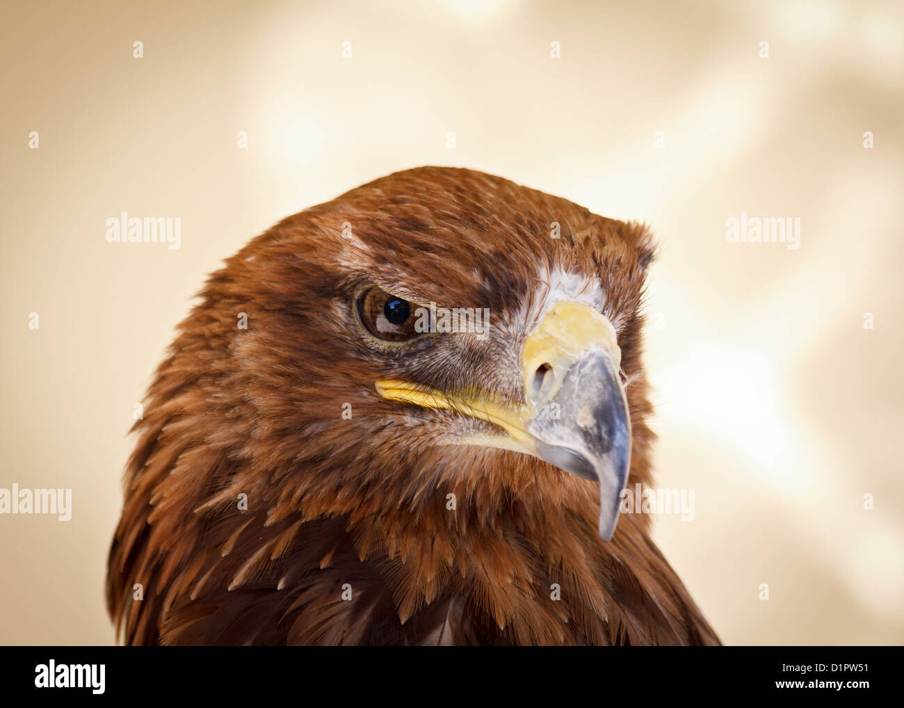 Sharp eyed raptor hi-res stock photography and images - Alamy