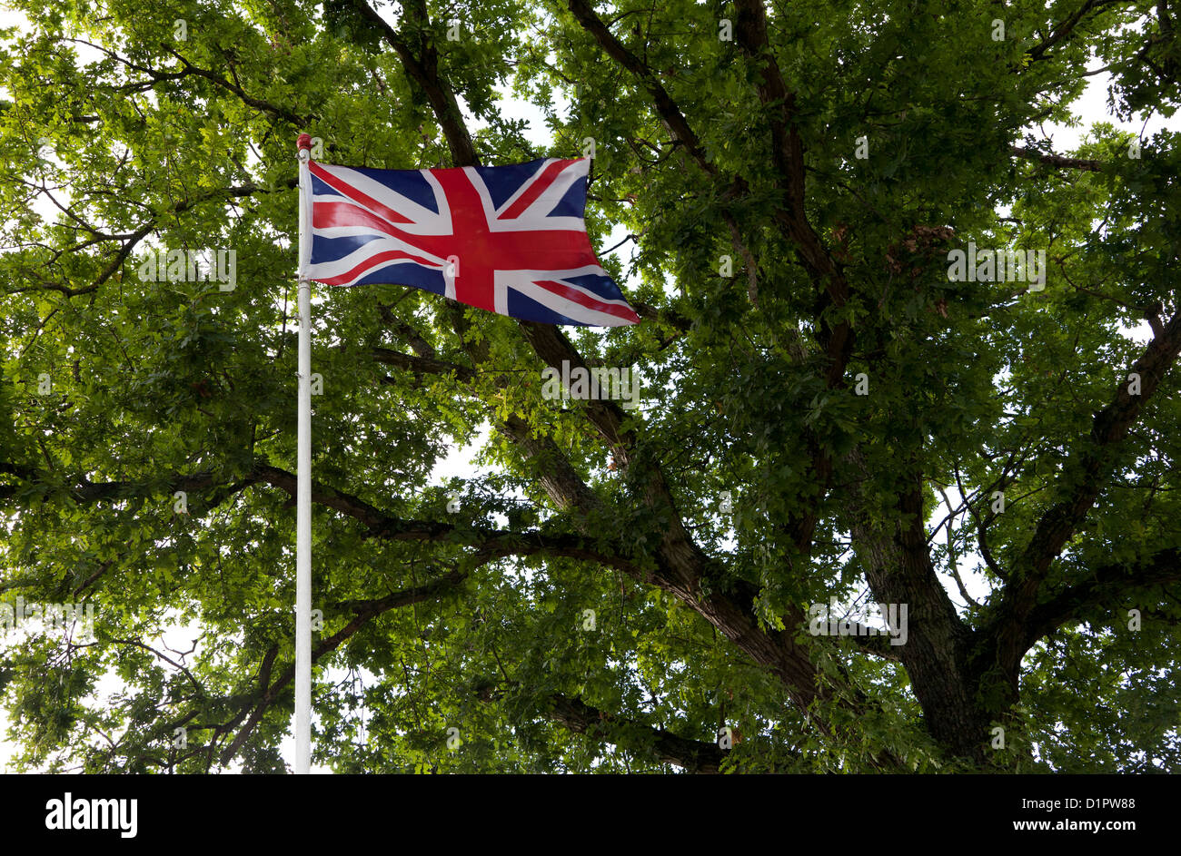 The union flag flying beneath an oak tree Stock Photo - Alamy