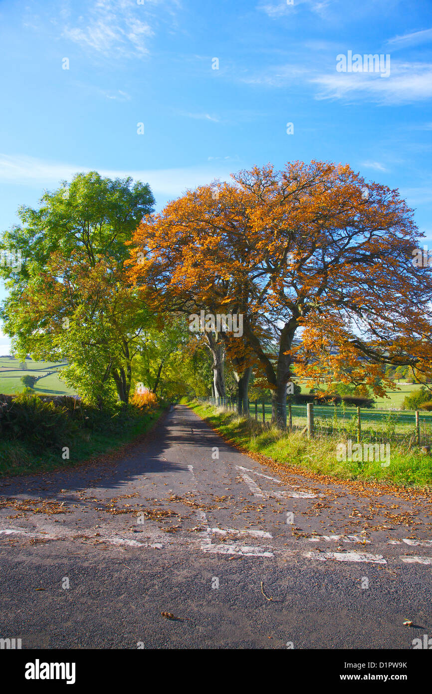 Leaf junction hi-res stock photography and images - Alamy