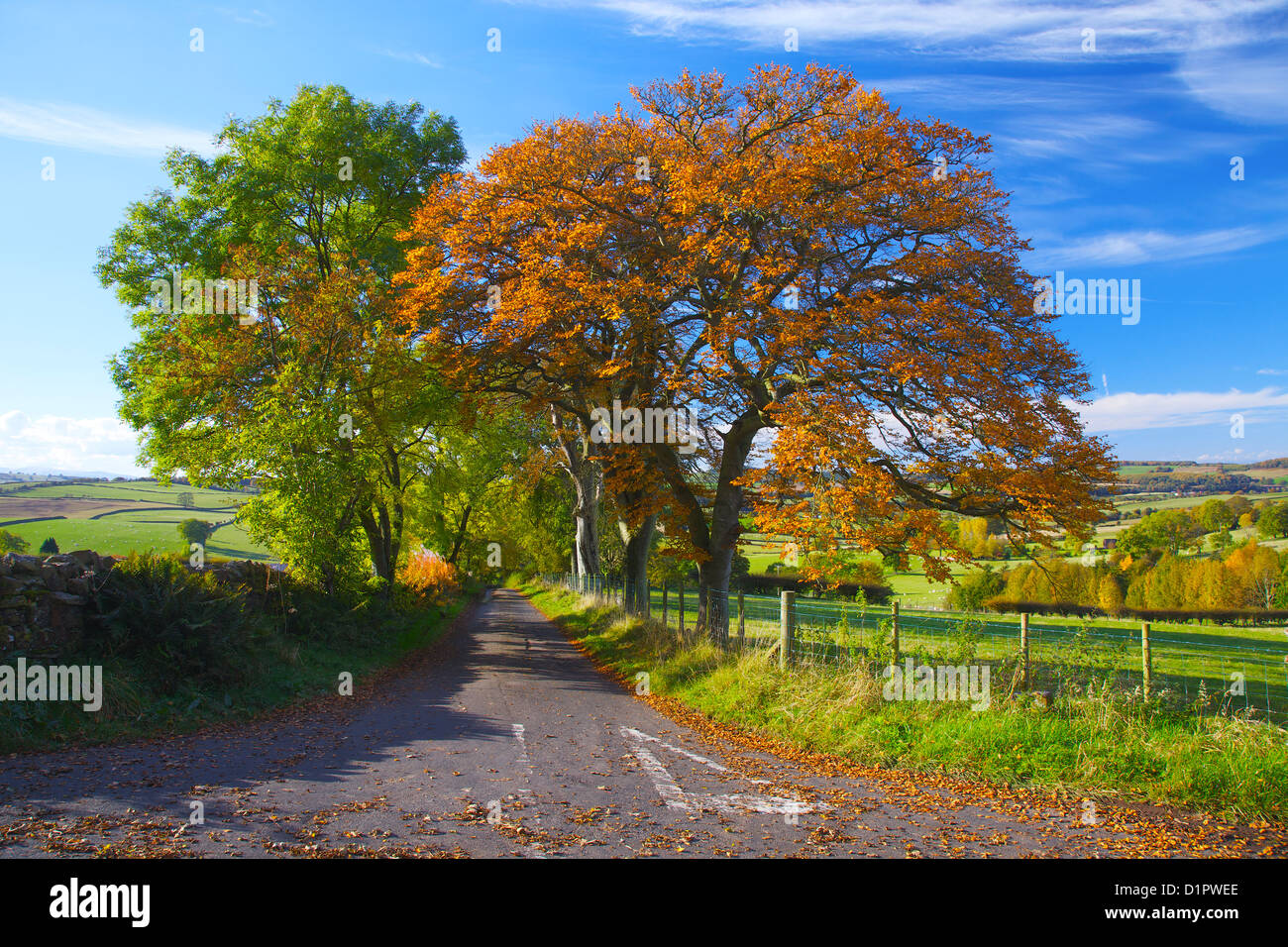 Leaf junction hi-res stock photography and images - Alamy