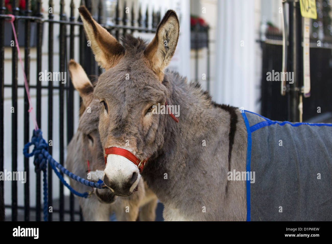 Donkey on the streets of London Stock Photo - Alamy