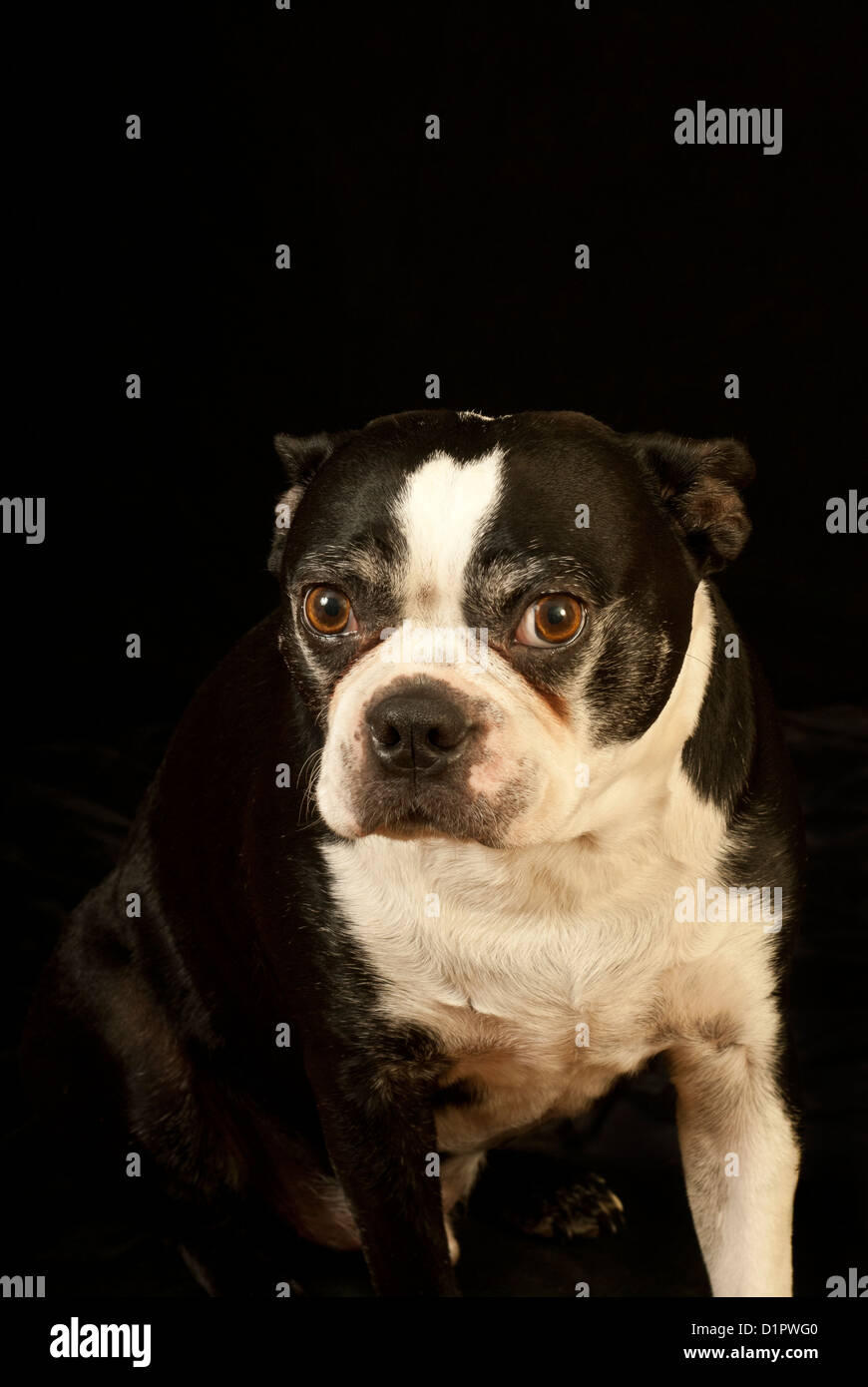 Strong Built Dog High Resolution Stock Photography and Images - Alamy