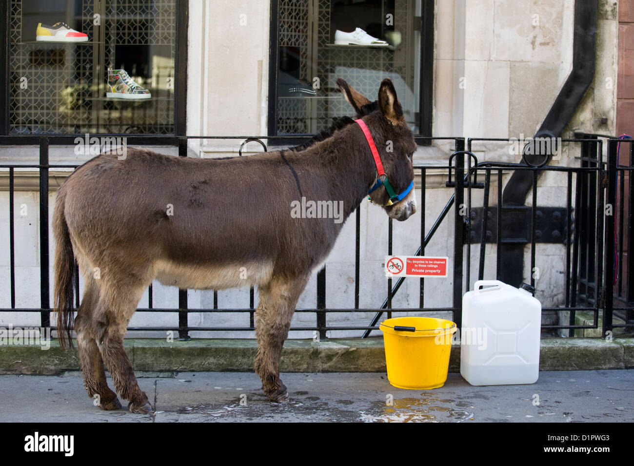 Donkey on the streets of London Stock Photo - Alamy