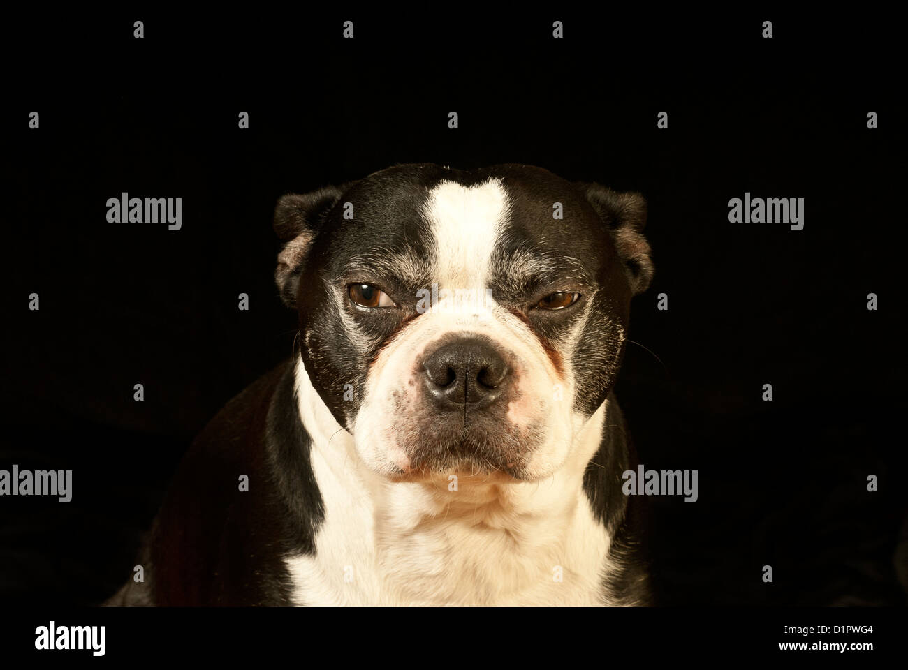 Boston Terrier, black, medium size, cute, compactly built, dog, race ...