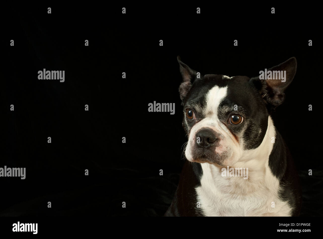 Strong built dog hi-res stock photography and images - Alamy