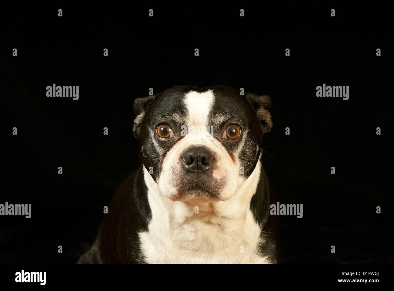 Strong built dog hi-res stock photography and images - Alamy