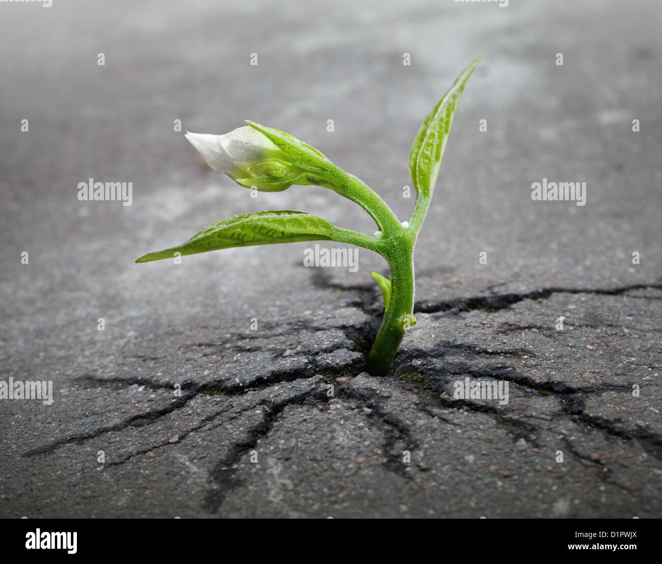 Little flower sprout grows through urban asphalt ground Stock Photo - Alamy