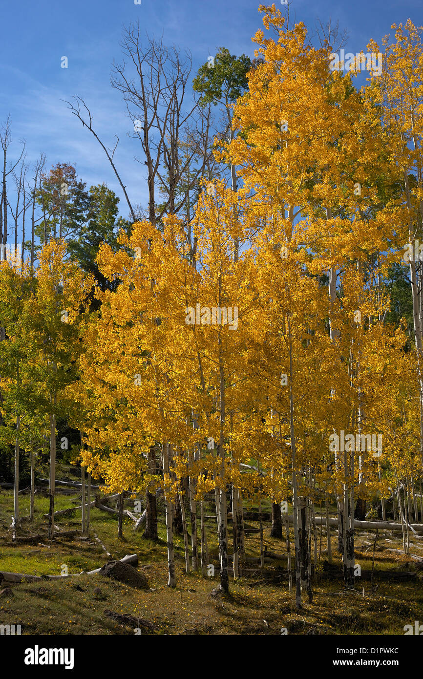 Aspen trees, Populus Tremuloides, in fall, Dixie National Forest, Utah ...