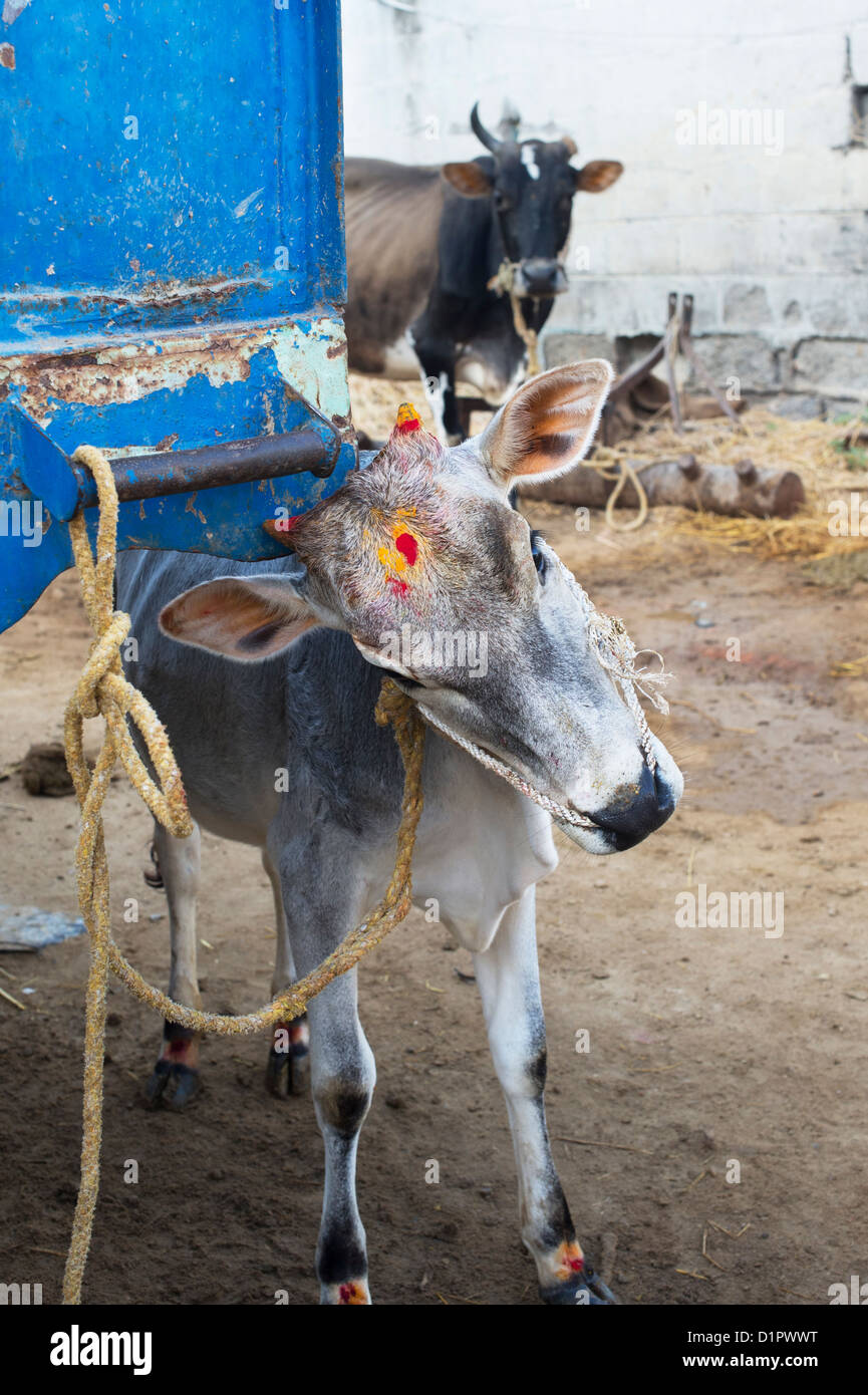 Tethered Indian zebu calf scratching its head in a rural indian village ...